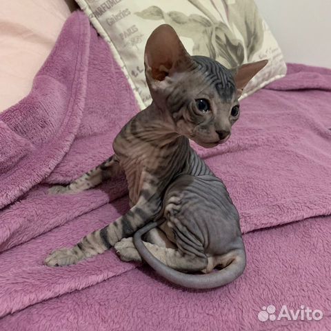 Донской сфинкс котёнок