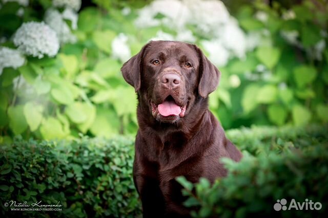 Лабрадор ретривер щенки