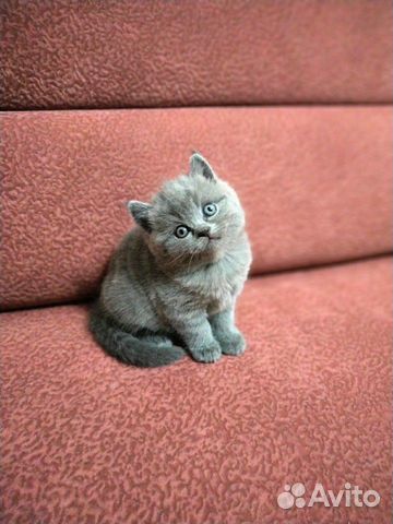 Чистокровные британские котики