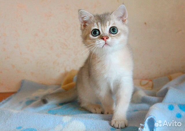 Голубой золотистый затушёванный котик