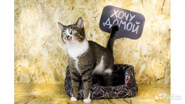 Кошка Ёлочка, 1 год (из приюта)