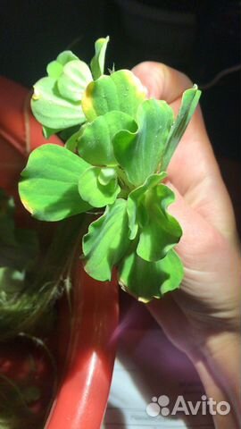 Аквариумное растение