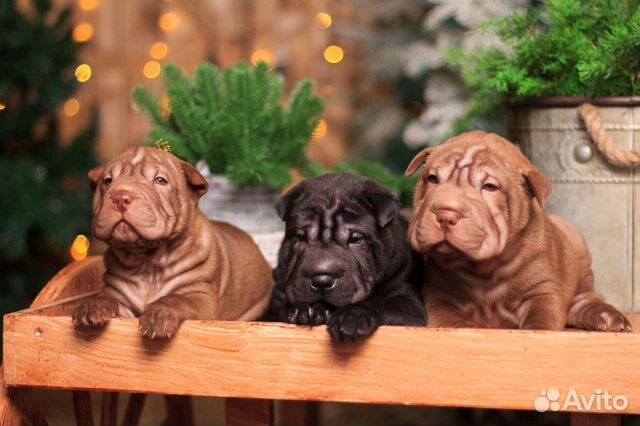 Звёздные детки