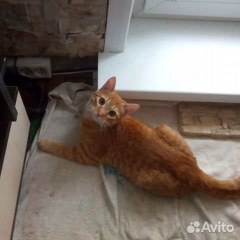 Рыжий нежнуля, котёнок 7 месяцев
