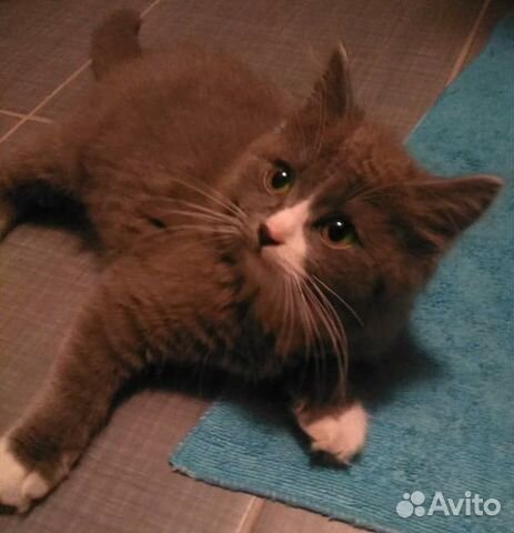 Отдадим котенка-совенка в добрые руки