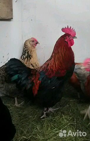 Семья Маран черно-медный