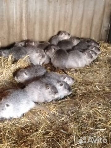 Нутрии на завод