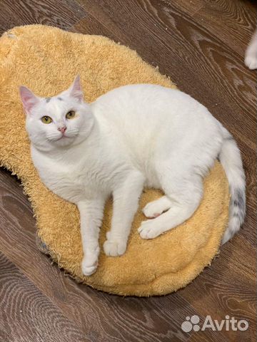 Белый котенок