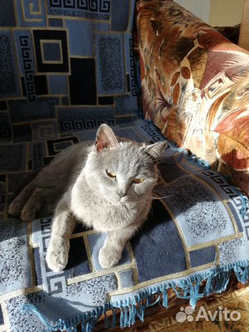Британская