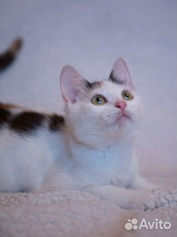 Котенок Боня 4 месяца