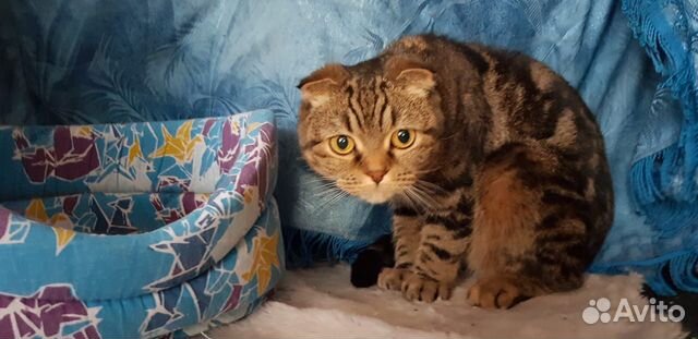 Шотландская Боня в добрые руки