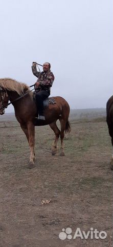 Обмен лошадей