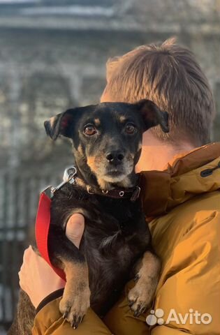 Жужа, 3 года, 30см