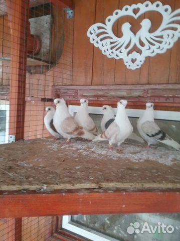 Голуби. Польская чайка