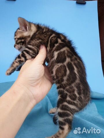 Бенгальские котята (золото, серебро, голубой окрас
