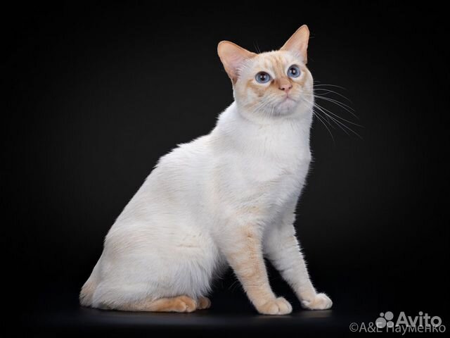 Котик приглашает кошечек