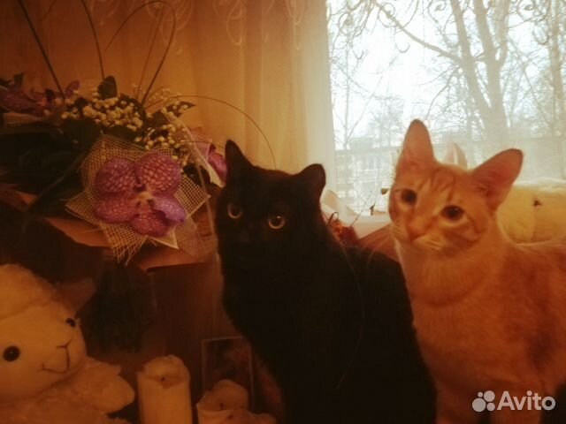 Коты мальчики, неразлучники