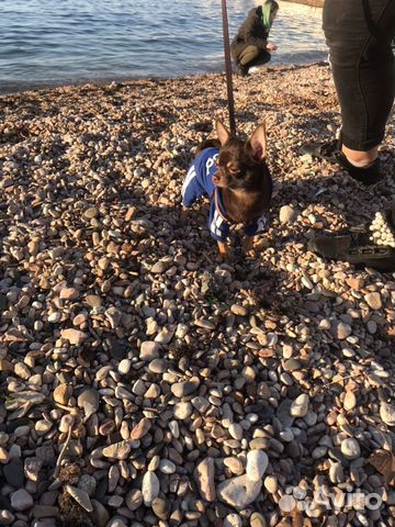 Вязка мини-чихуахуа кобель