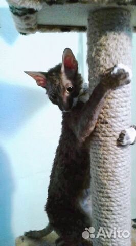 Шоколадный котик породы Корниш-рекс (Cornish Rex)