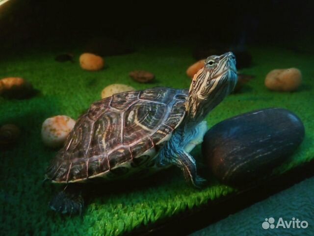 Черепаха с аквариумом