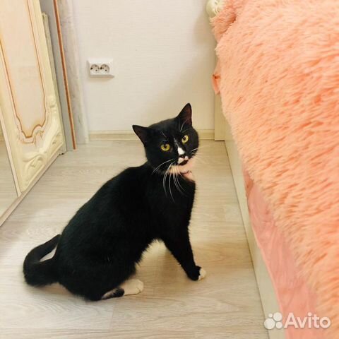 Молоденький котик,10 мес,в поисках дома