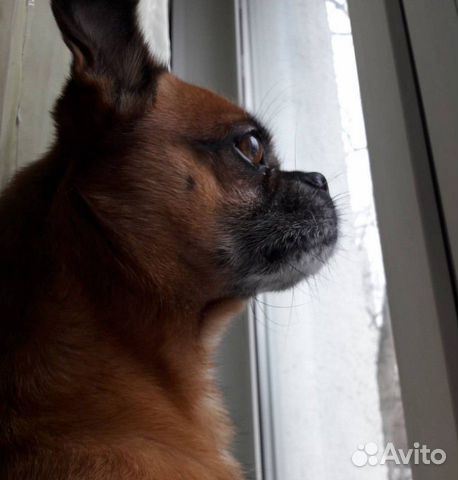 Вязка собак