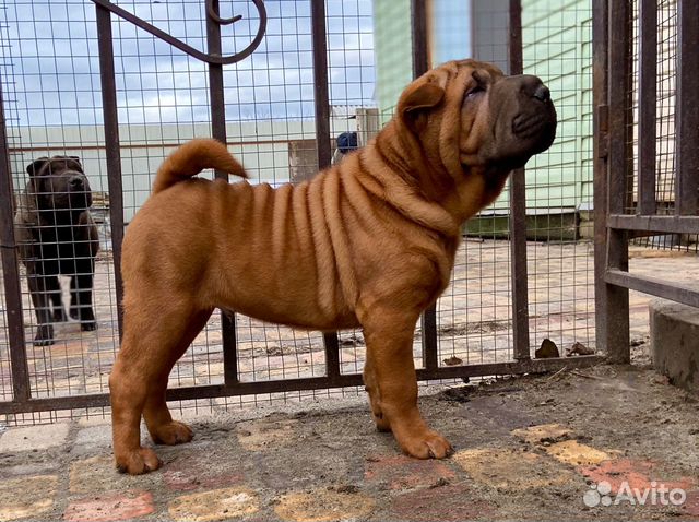 Ваш будущий Чемпион