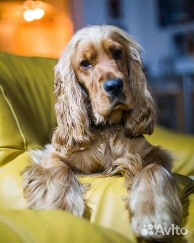 Кокер спаниель
