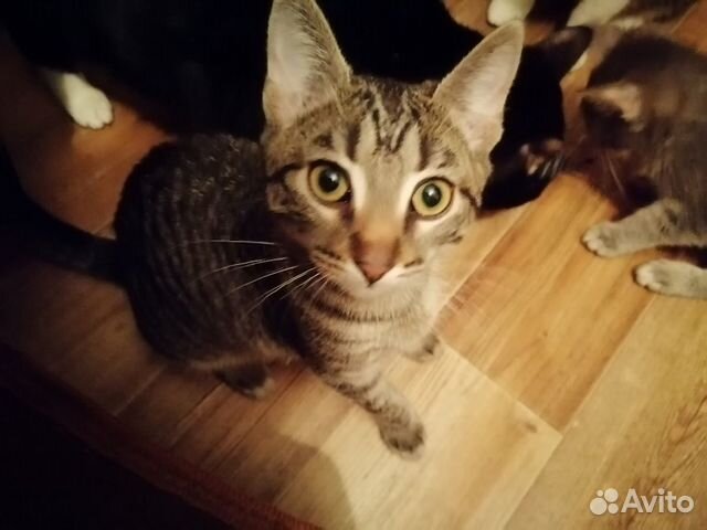 Кошка
