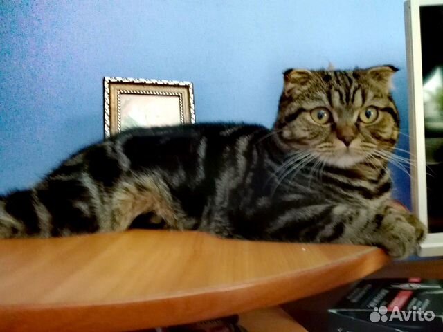 Нужен кот для вязки, ищем кота