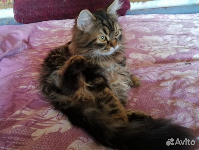 Кошка