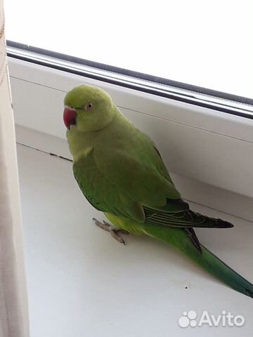 Ожиреловый попугай