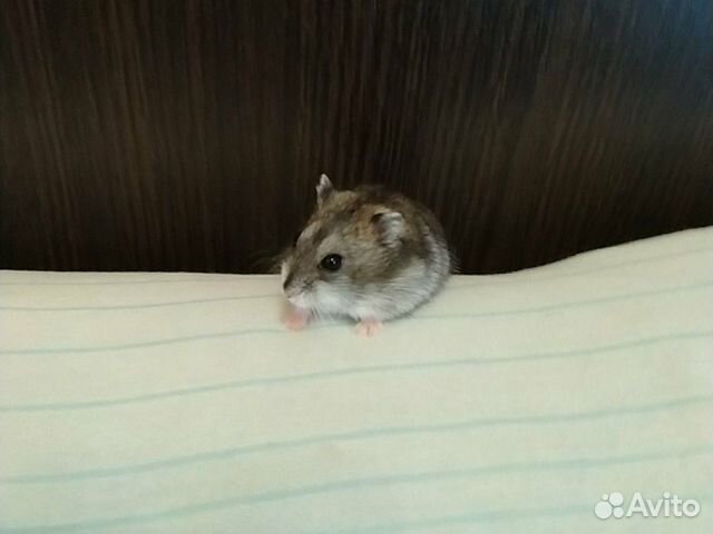 Джунгарский хомяк
