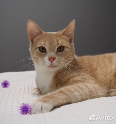 Суперласковый котик, 7 месяцев, в дар