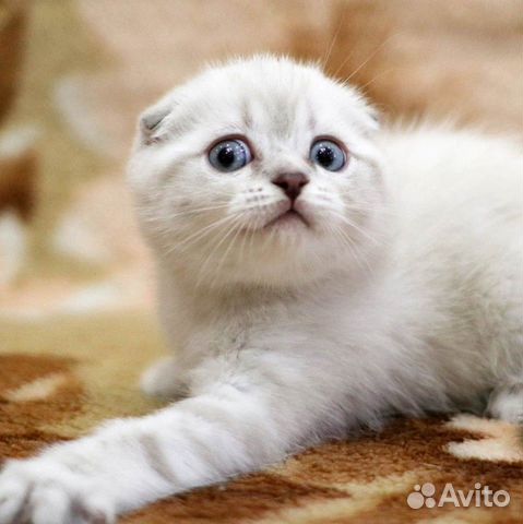 Элитный котик скоттиш фолд с синими глазами