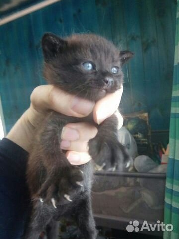 Котята, котятки, котятачки