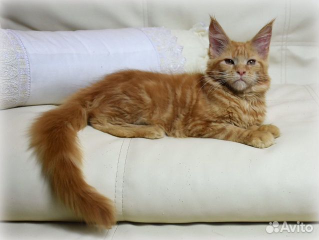 Красный Куномальчик