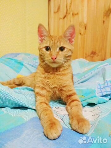 Рыжий котенок ищет дом