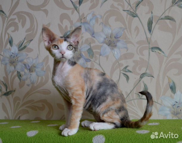 Девон рекс. Нежная девочка