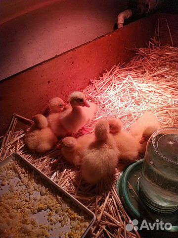 Гусята Линда