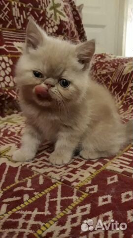 Теплые плюшевые котятки к празднику