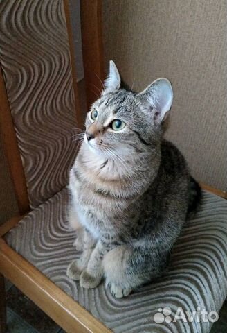 Кошечка 8 месяцев