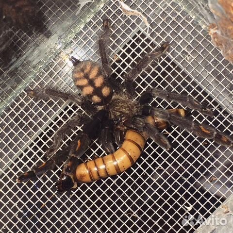 Паук птицеед Psalmopoeus irminia