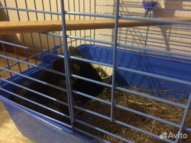 Продам шиншиллу девочка, вместе с клеткой+ песок д