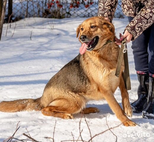 Альма ждёт своего хозяина