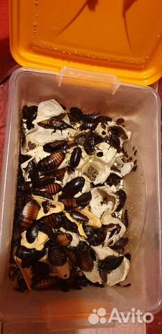 Мадагаскарские шипящие тараканы