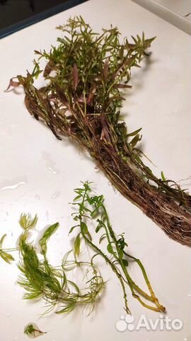 Прополка аквариумные растения ротала