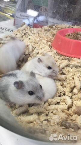 Ручные малыши джунгарики