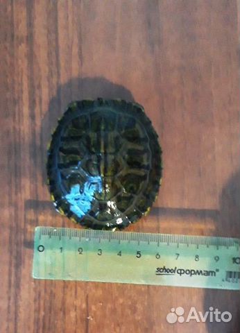 Красноухая черепаха (маленькая)