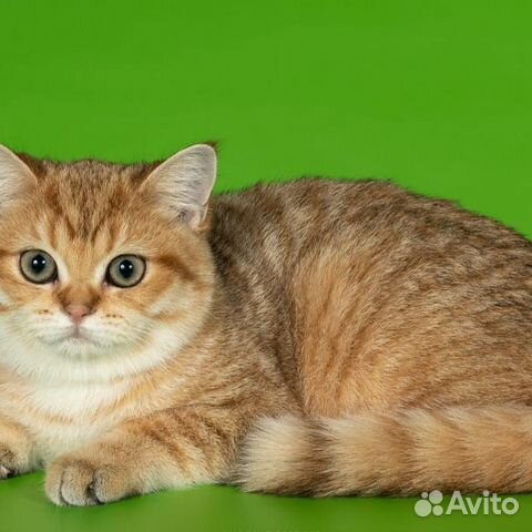 Котята драгоценных окрасов